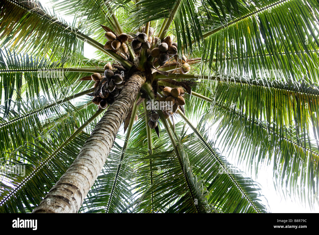 Coconut tree as a background hi-res stock photography and images - Alamy
