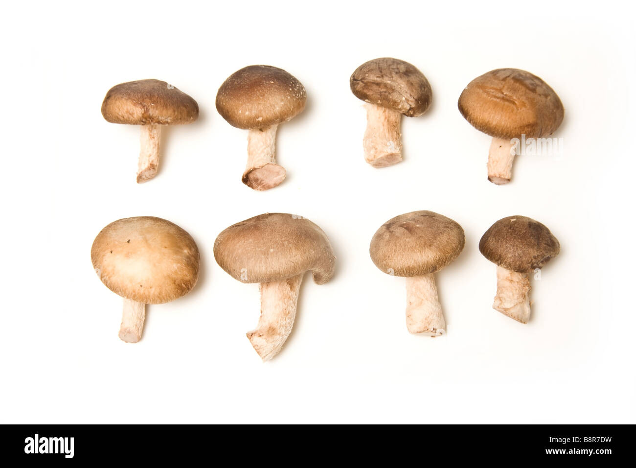 Isolated shiitake hi-res stock photography and images - Alamy