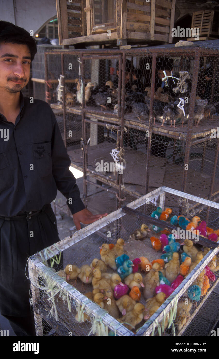 coloured chicks in bazaar Isfahan Iran Stock Photo - Alamy
