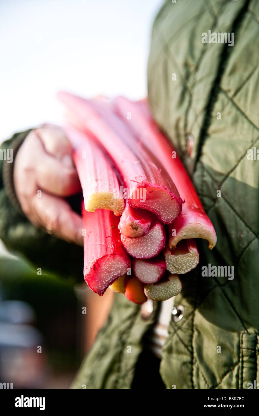 Rhubarb farm hi-res stock photography and images - Alamy