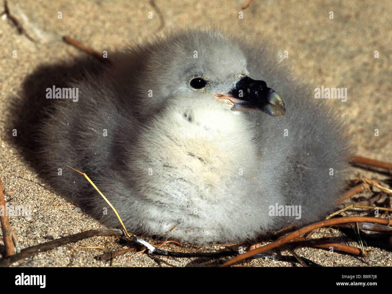 Young fulmar hi-res stock photography and images - Alamy