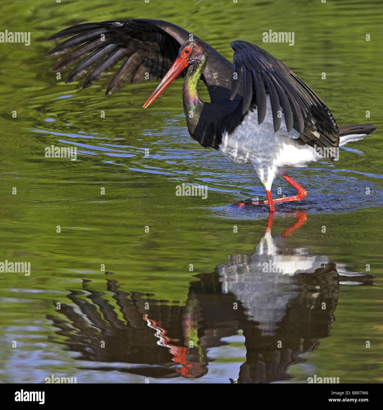 Stork reflecting on water hi-res stock photography and images - Alamy
