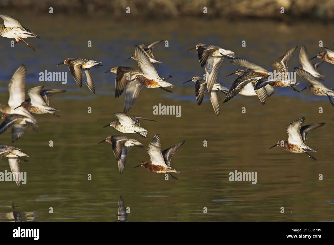 Curlew sandpiper flying hi-res stock photography and images - Alamy