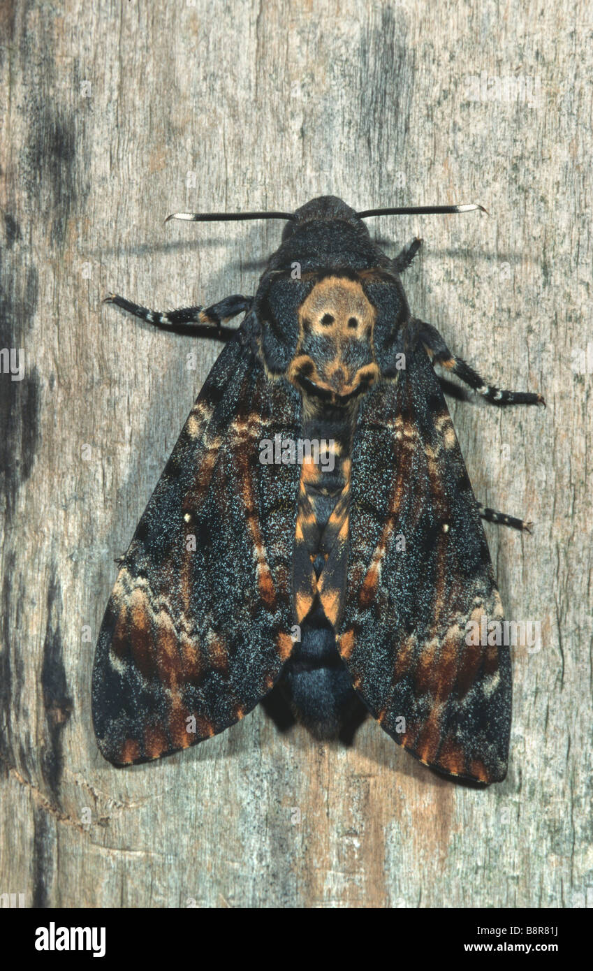 death's-head hawkmoth (Acherontia atropos), imago Stock Photo - Alamy