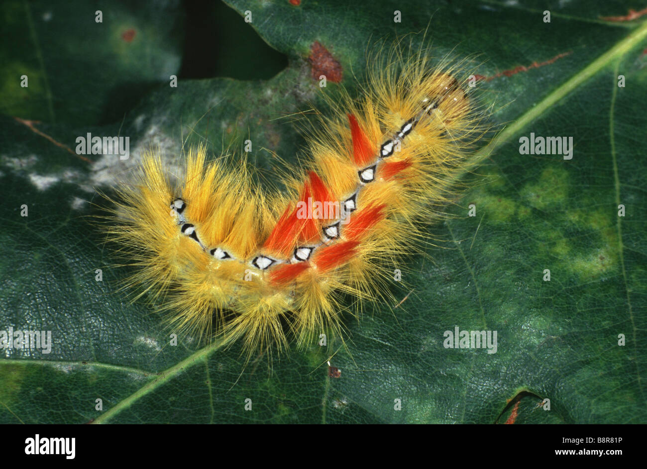 sycamore moth (Acronicta aceris), caterpillar Stock Photo - Alamy