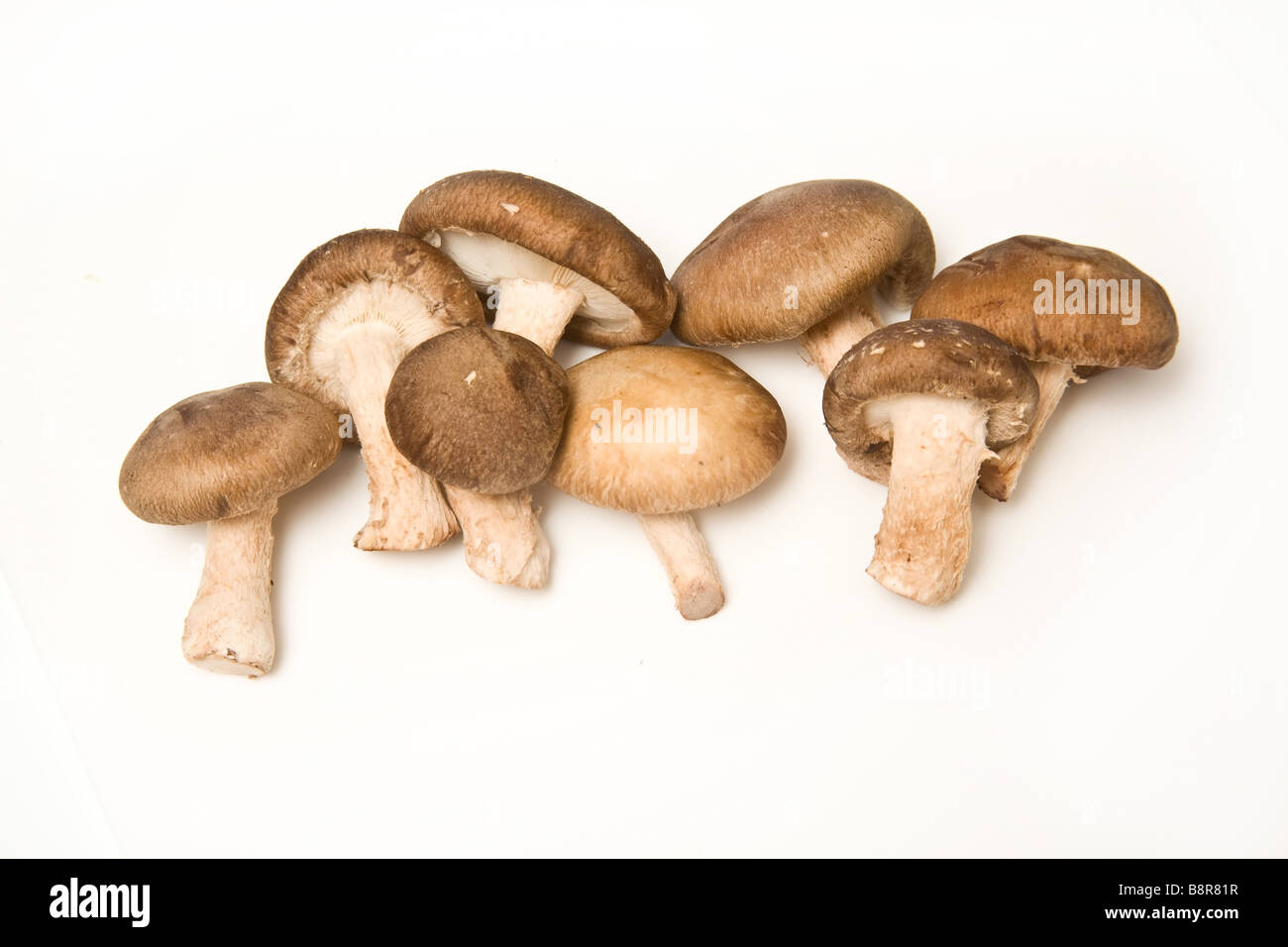 Shiitake mushrooms isolated on a white studio background Stock Photo ...