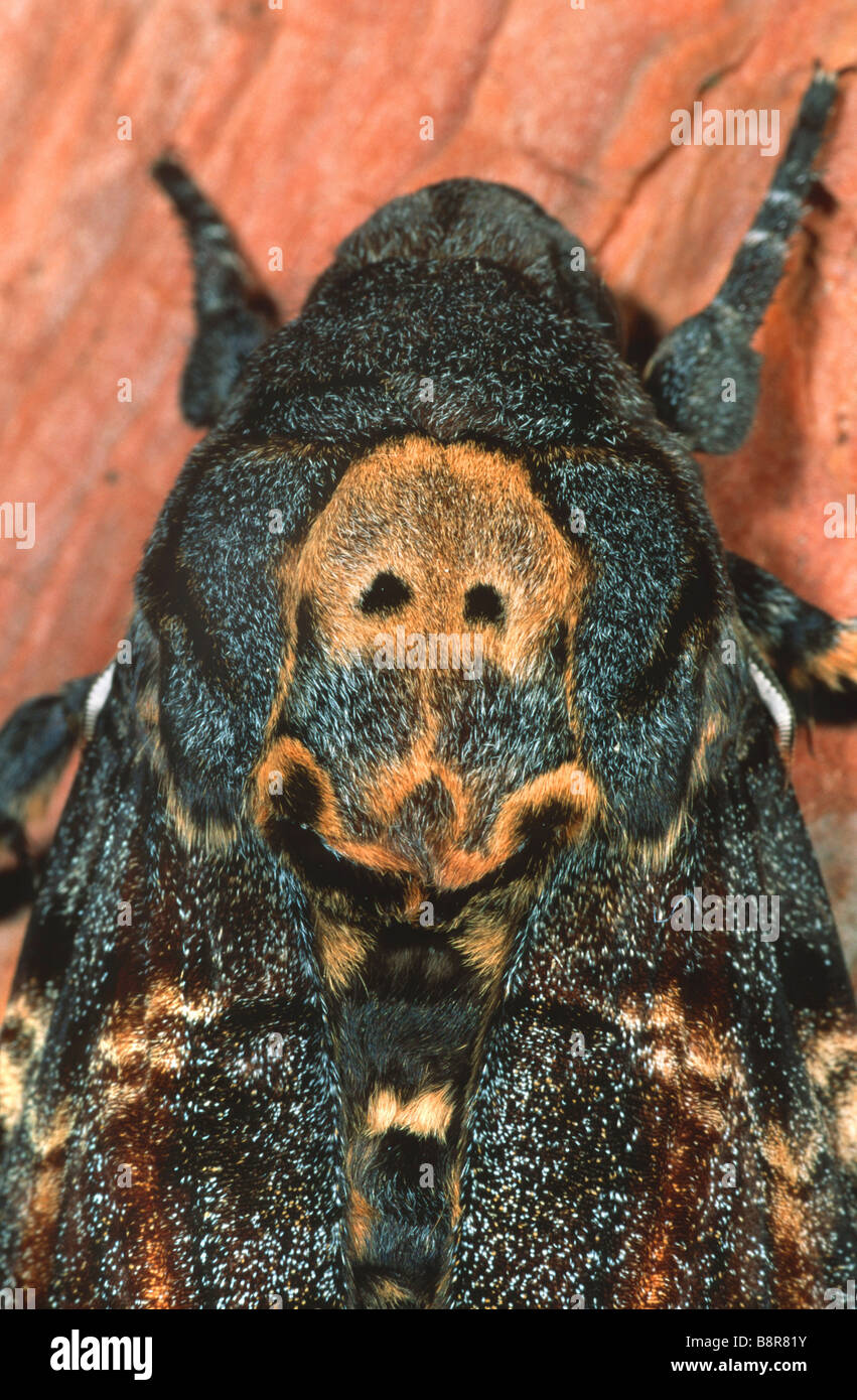 death's-head hawkmoth (Acherontia atropos), imago Stock Photo - Alamy