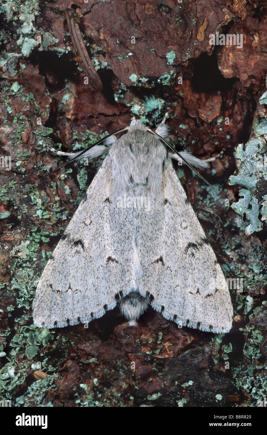 miller (Acronicta leporina), imago sitting at an stem Stock Photo - Alamy