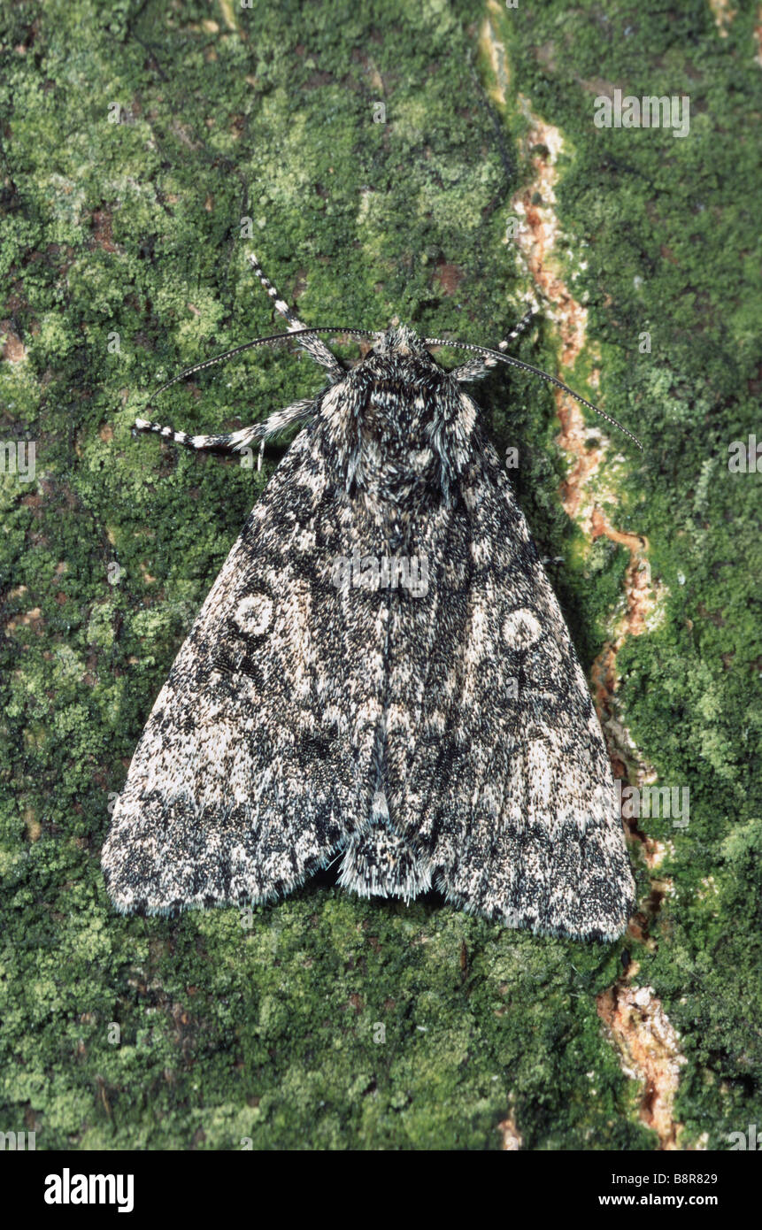 poplar grey (Acronicta megacephala), imago sitting at a stem Stock ...