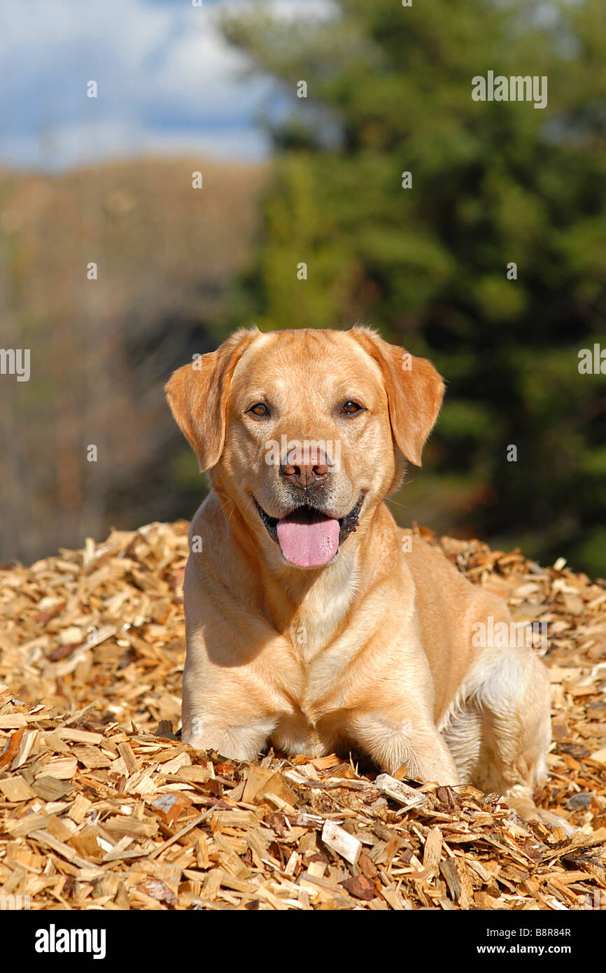 Labrador Retriever (Canis lupus f. familiaris), portrait Stock Photo ...