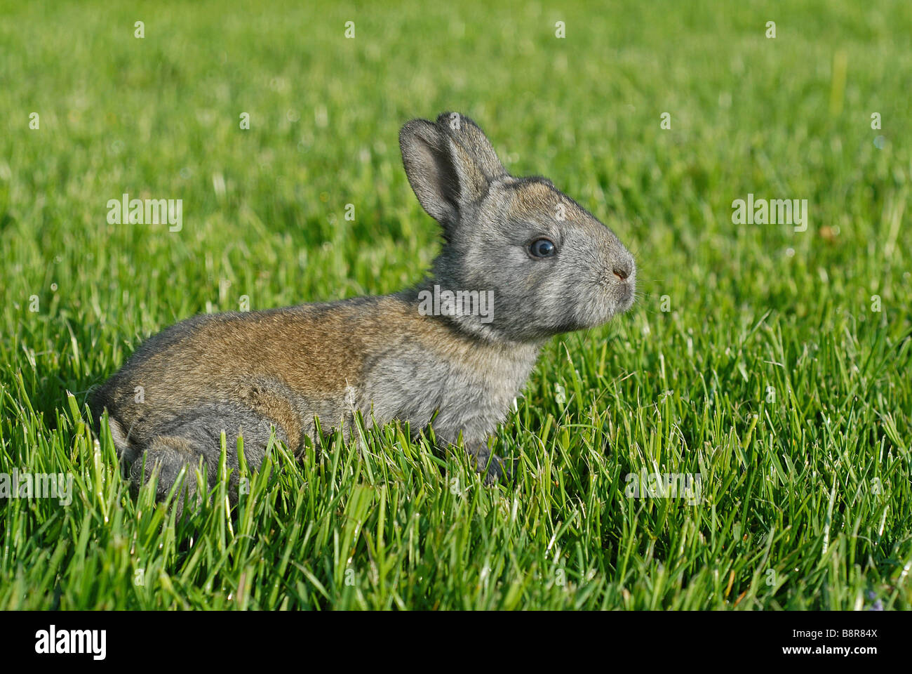 dwarf rabbit (Oryctolagus cuniculus f. domestica), grey dwarf rabbit on ...