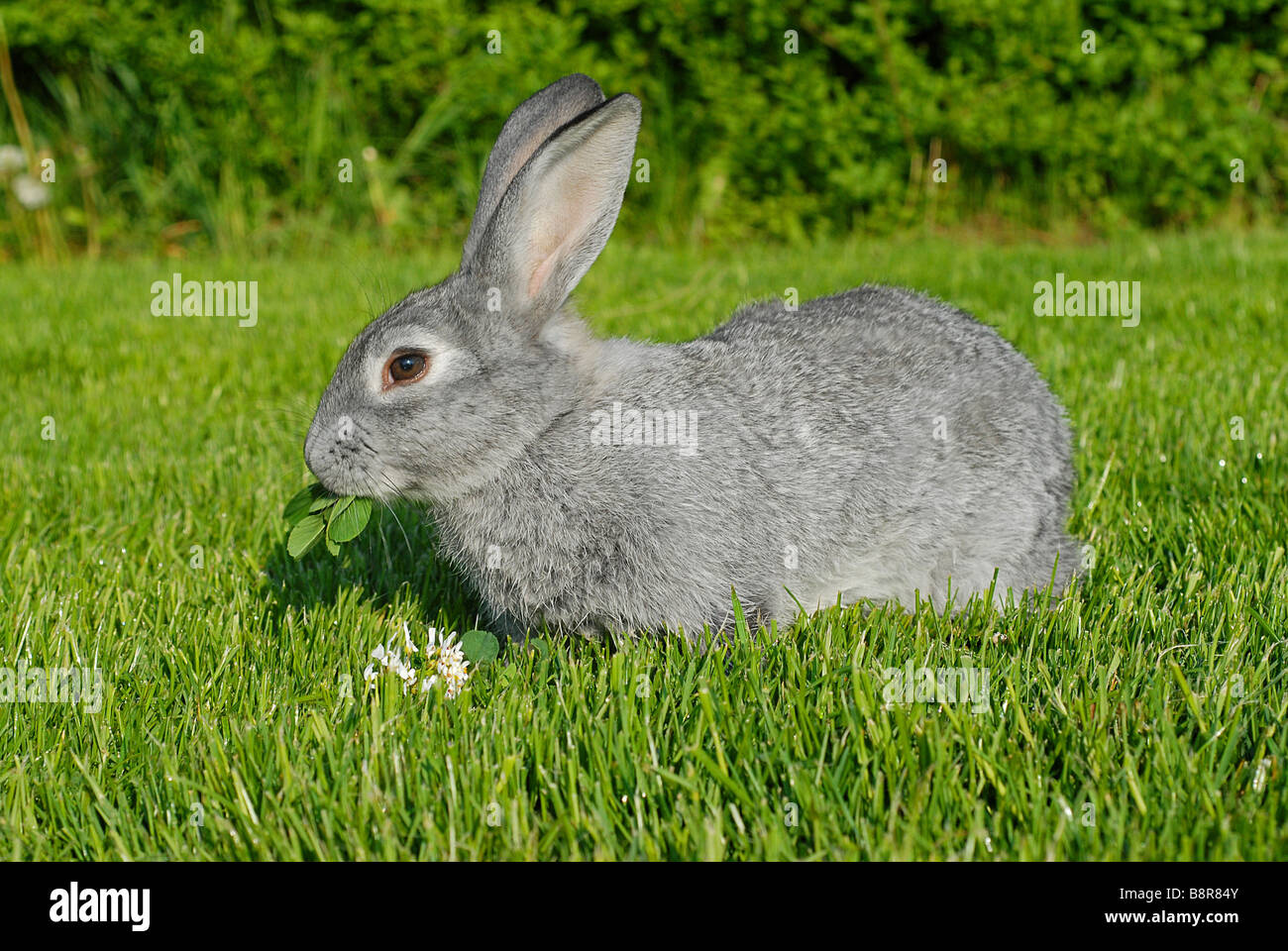 dwarf rabbit (Oryctolagus cuniculus f. domestica), grey dwarf rabbit on ...