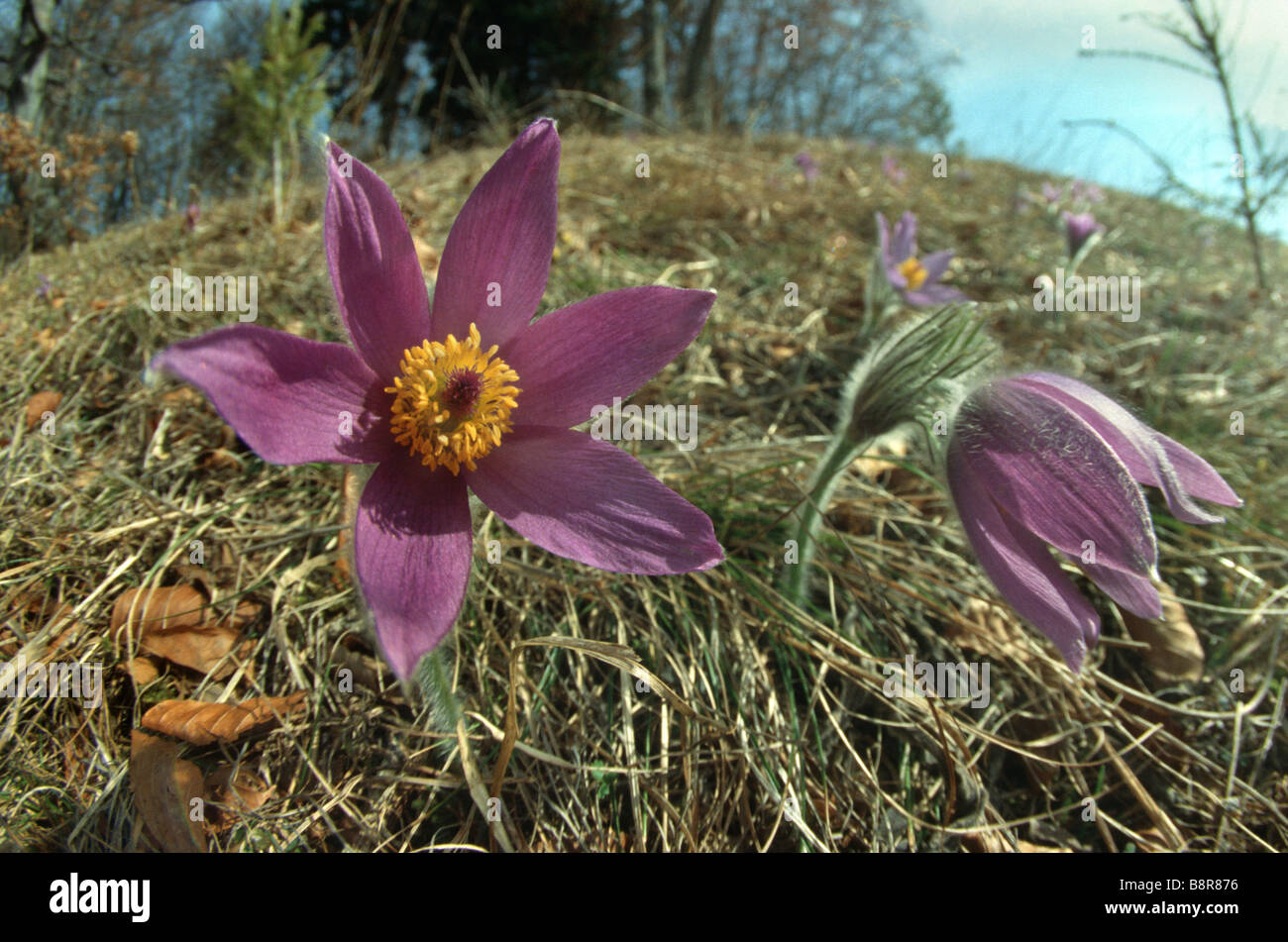 pasque flower (Pulsatilla vulgaris), blooming plants Stock Photo - Alamy
