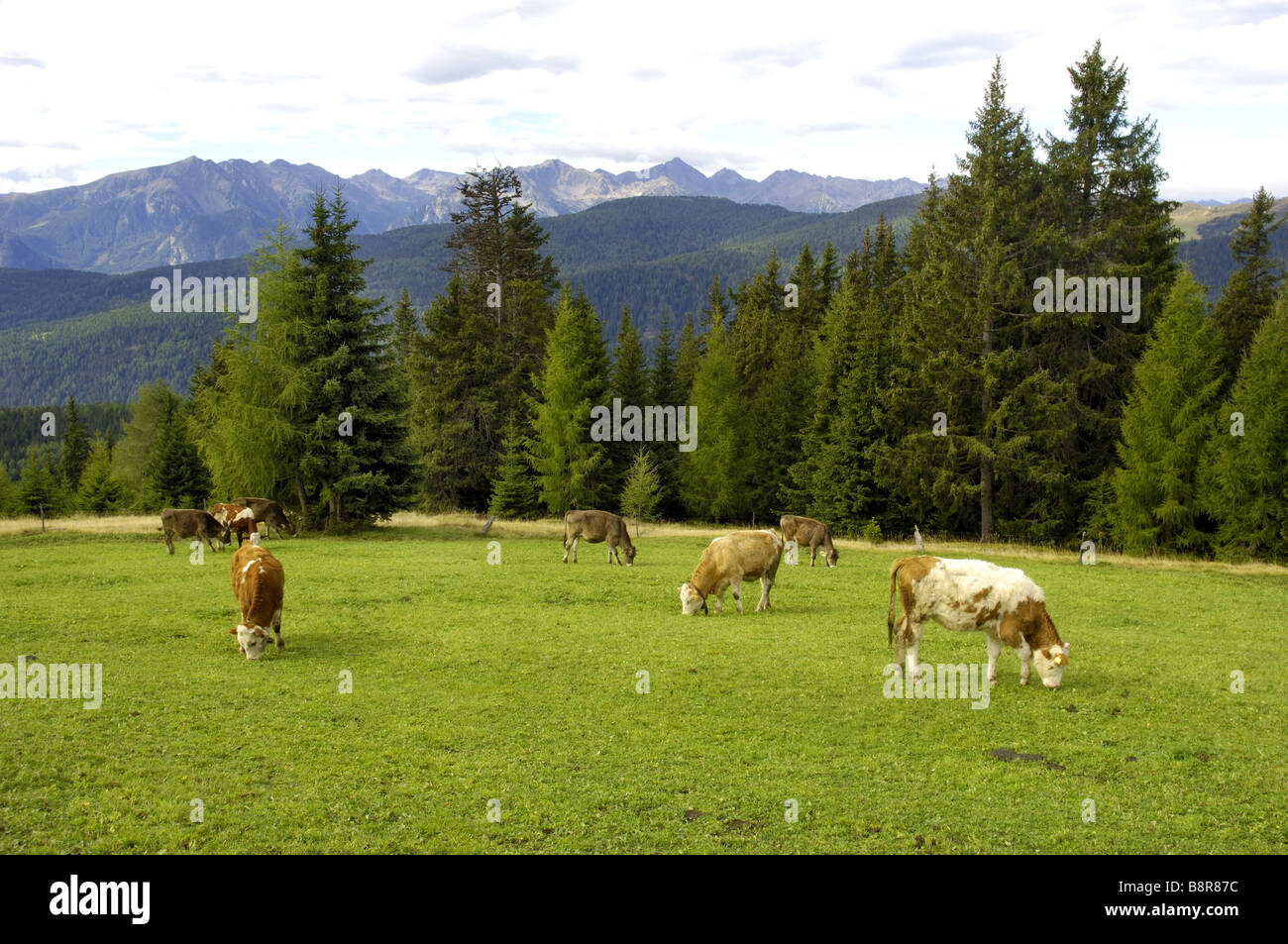 domestic cattle (Bos primigenius f. taurus), different species of cows ...