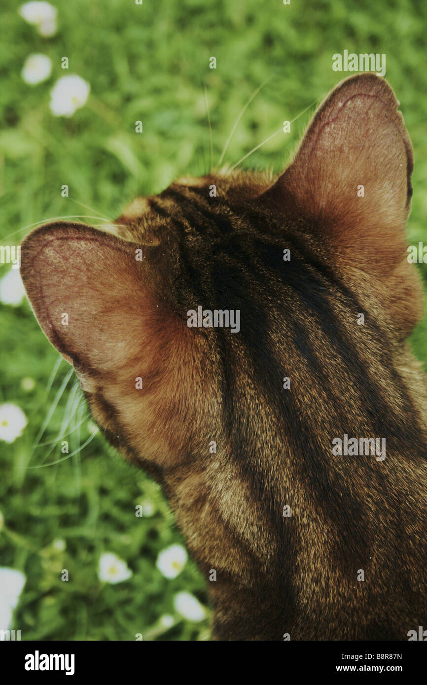 Bengal (Felis silvestris f. catus), head, back view Stock Photo - Alamy