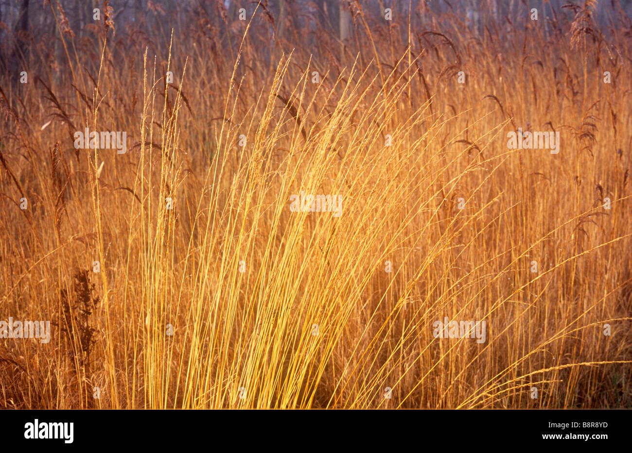Close up of golden dried stems of Tussock grass in front of dry gold ...