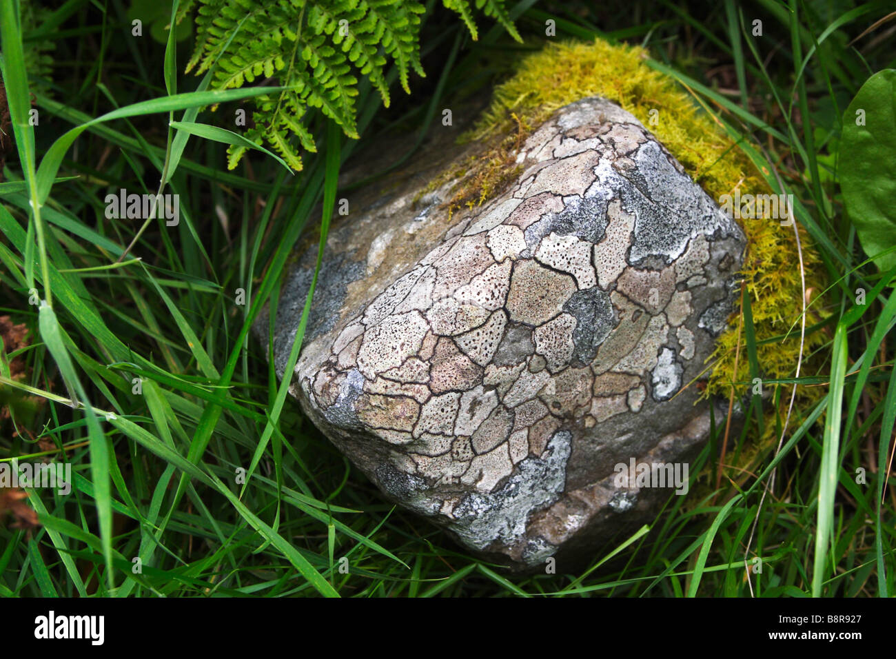 lichens and moss on a stone Stock Photo - Alamy