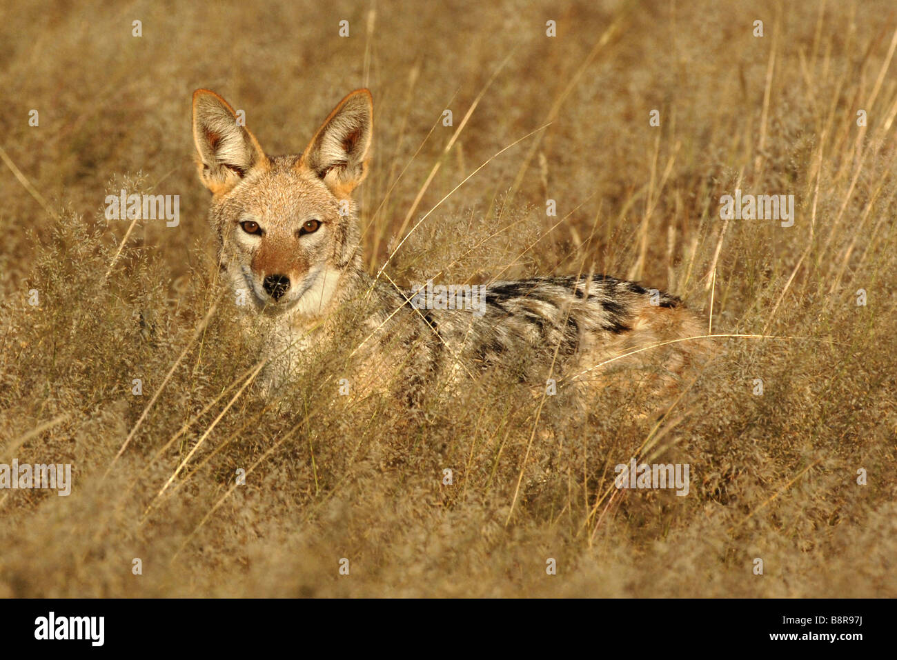 Closeup black backed jackals face hi-res stock photography and images - Alamy