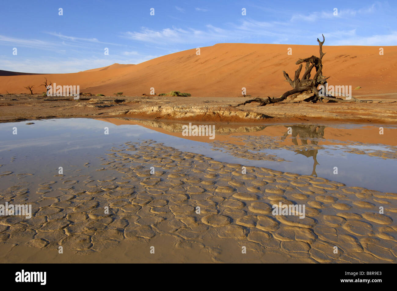 dead trees in the Deadvlei, Namibia Stock Photo - Alamy