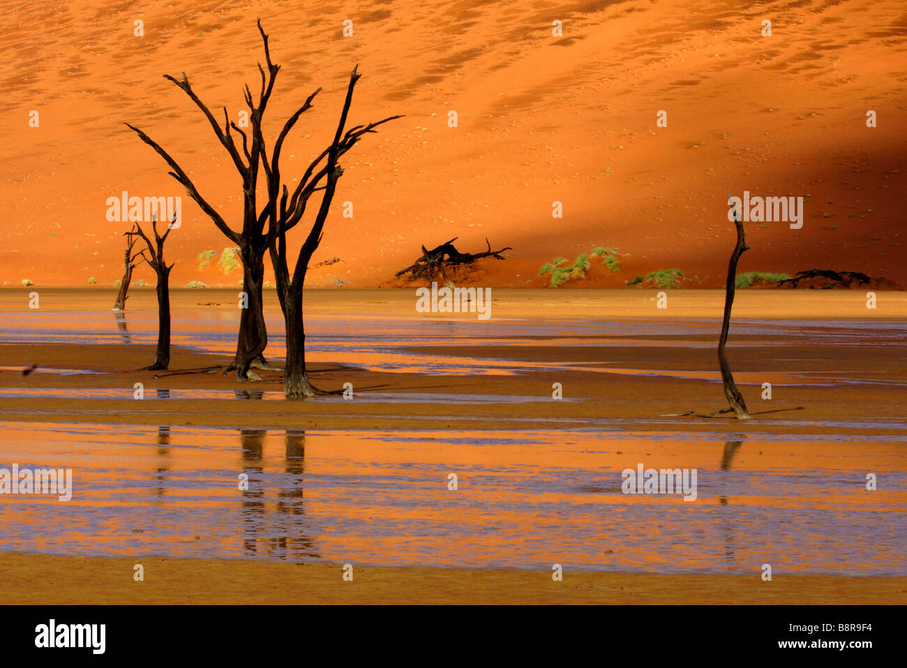 dead trees in the Deadvlei, Namibia Stock Photo - Alamy