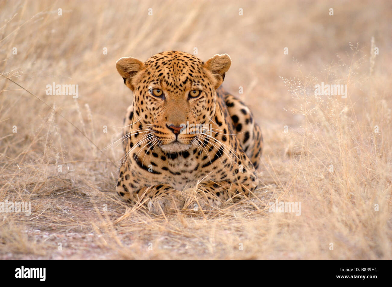leopard (Panthera pardus), lys in dried grass, Namibia Stock Photo - Alamy