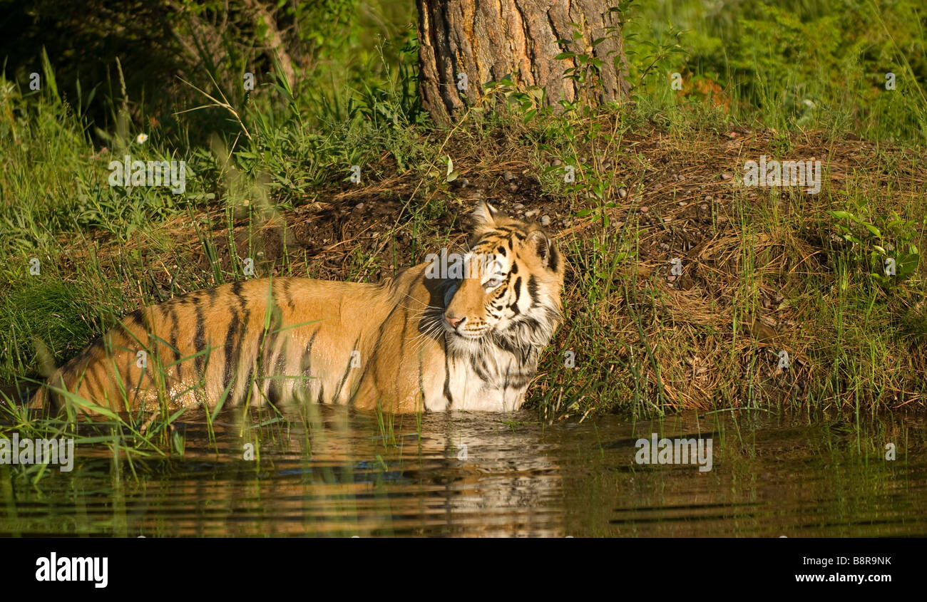 Siberian tiger cooling off in a shallow pond Stock Photo - Alamy