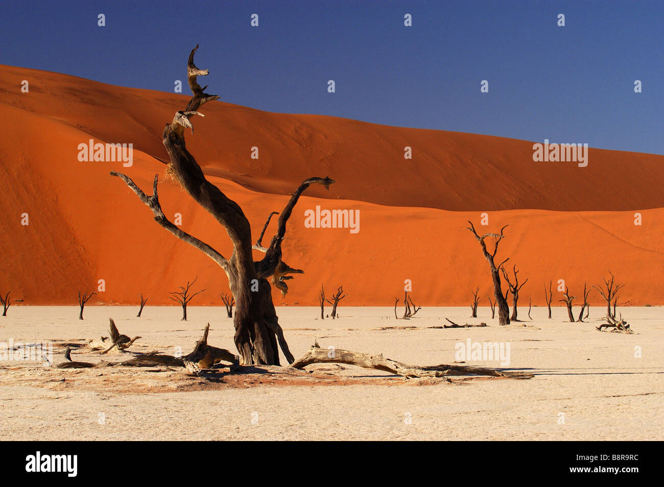 Namibia africa tree trees dried wood hi-res stock photography and ...