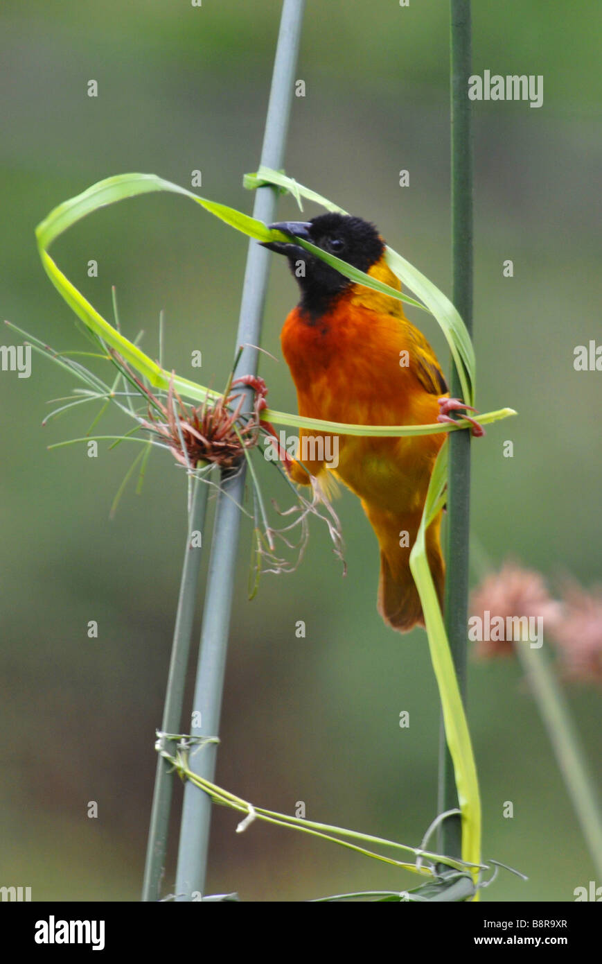 Black-headed weaver, Yellow-backed weaver (Ploceus melanocephalus ...