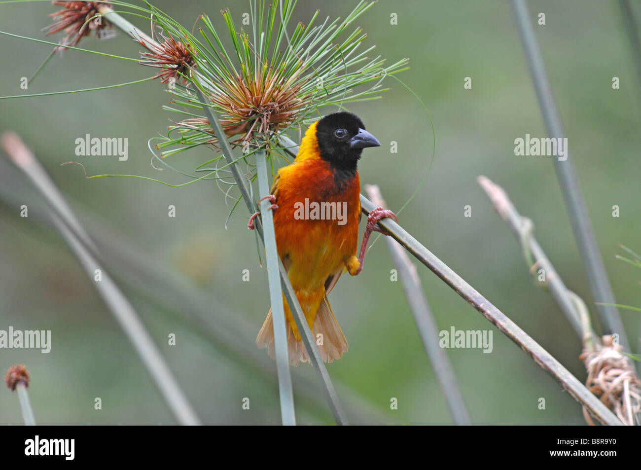 Black-headed weaver, Yellow-backed weaver (Ploceus melanocephalus ...