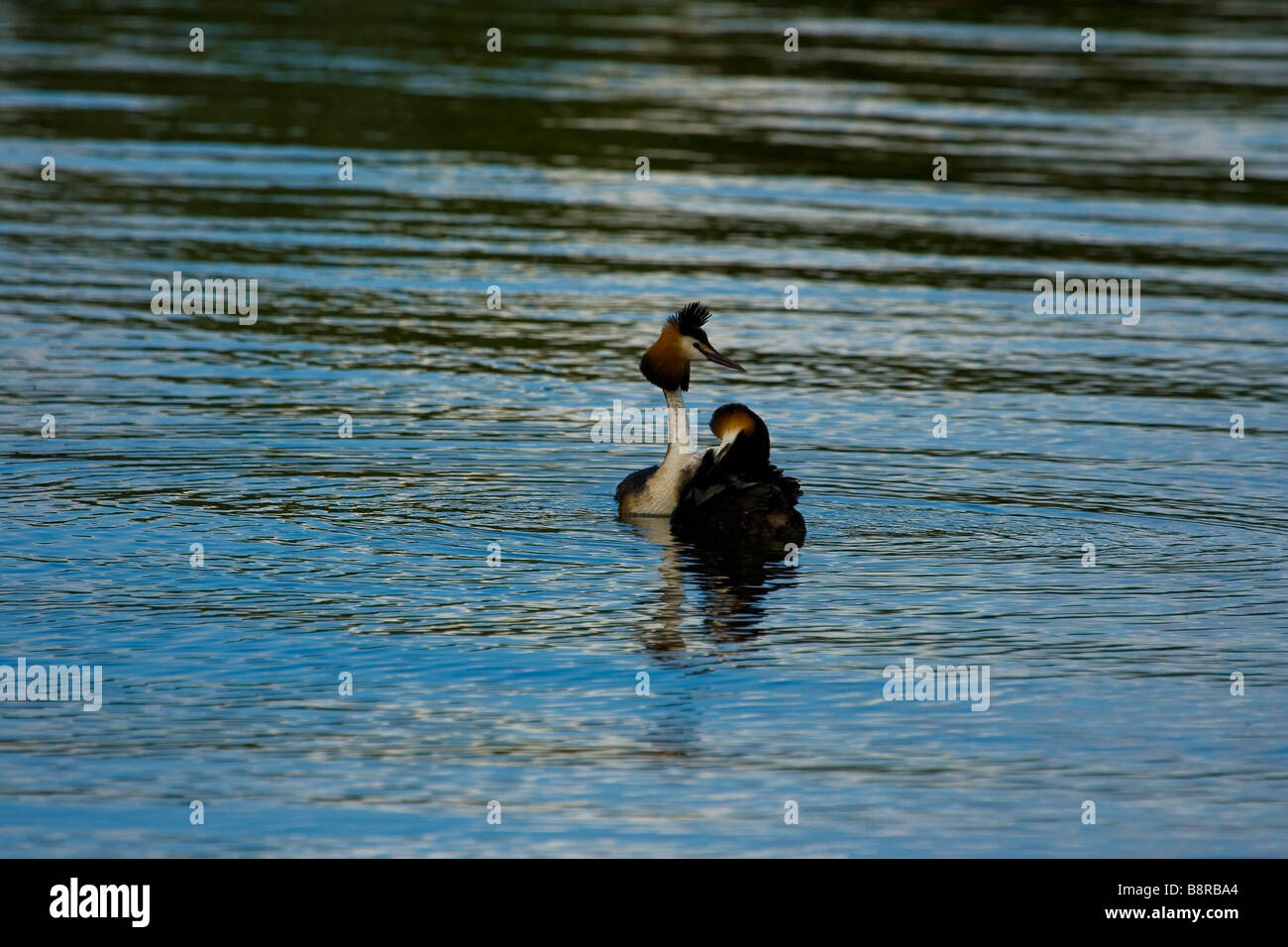 GREAT CRESTED GREBE MATING RITUAL Stock Photo - Alamy