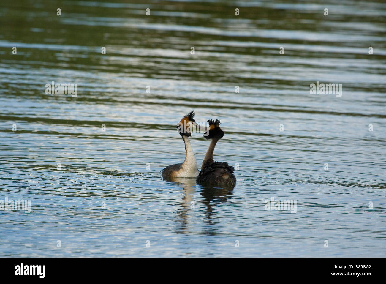 GREAT CRESTED GREBE MATING RITUAL Stock Photo - Alamy