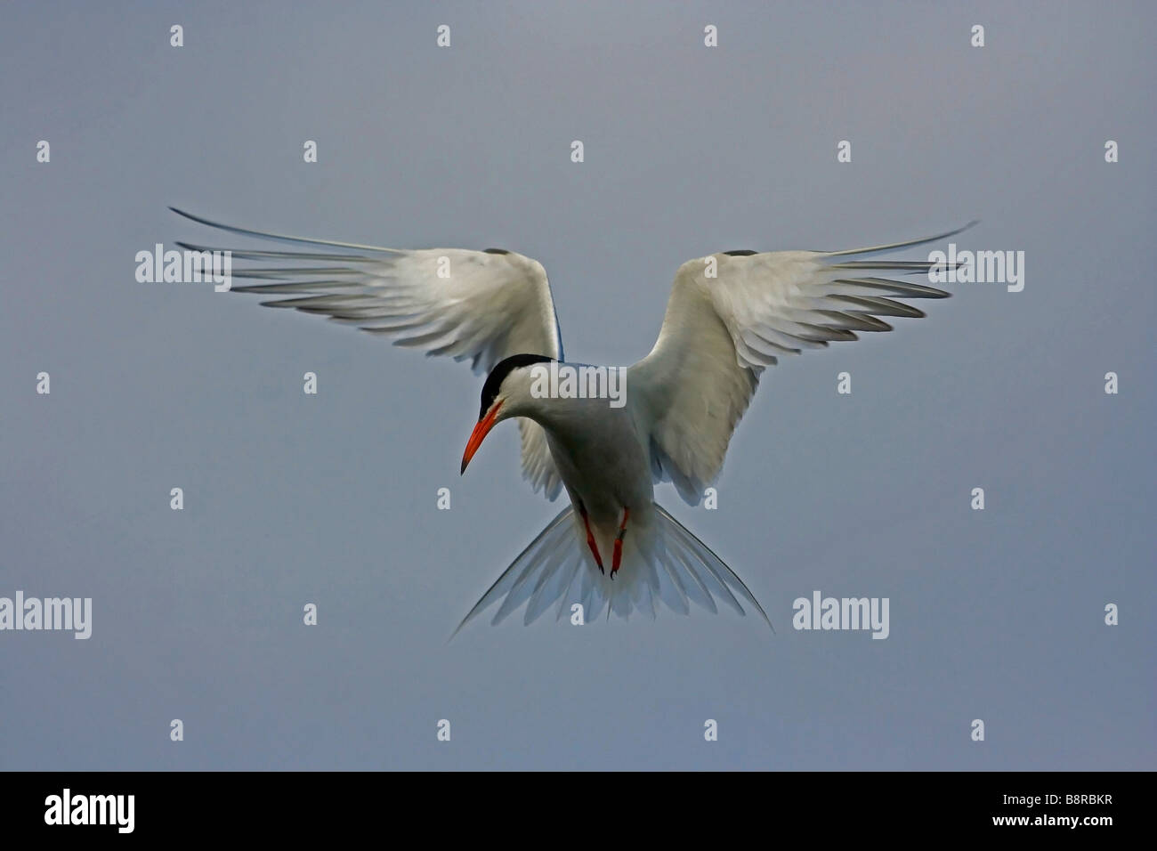Common tern by the sea hi-res stock photography and images - Alamy