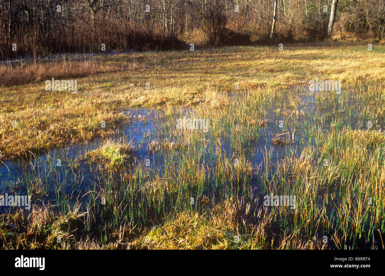 Winter Fenland scene of Common sedge bog in front of sunlit bare oak ...