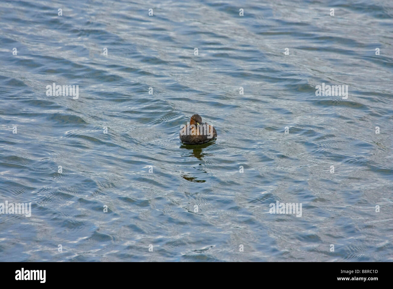 LITTLE GREBE TACHYBAPTUS RUFICOLLIS Stock Photo - Alamy