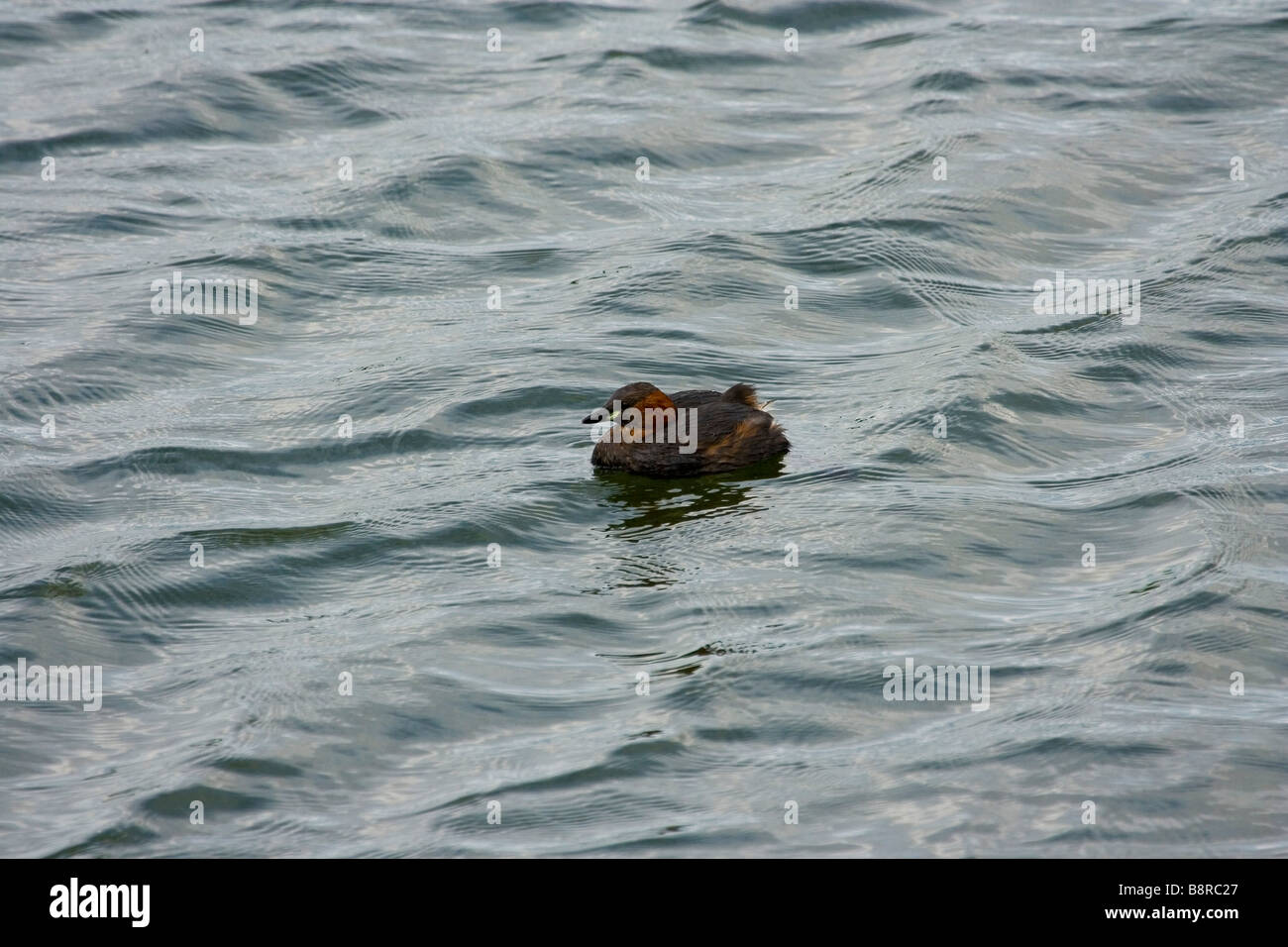 LITTLE GREBE TACHYBAPTUS RUFICOLLIS Stock Photo - Alamy