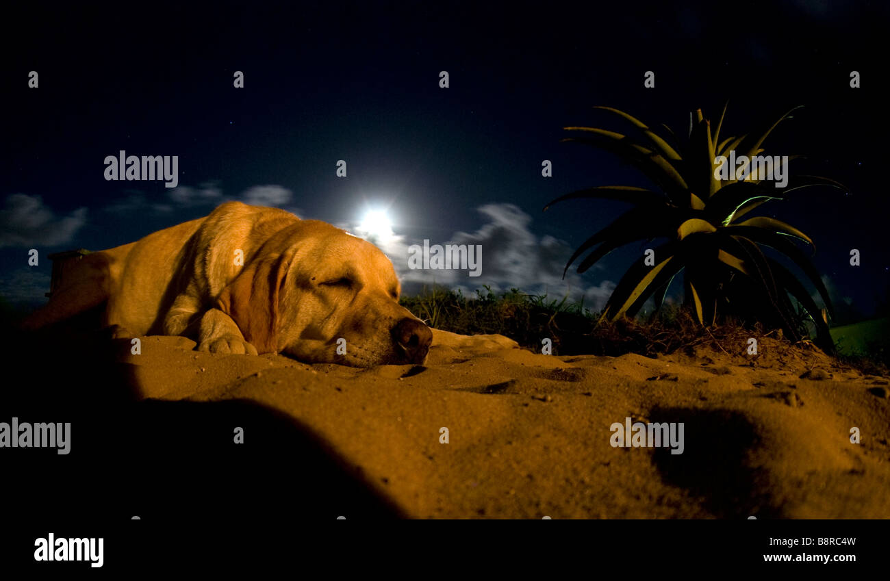 Dog in Full moon at Zavora beach, Mozambique Stock Photo - Alamy