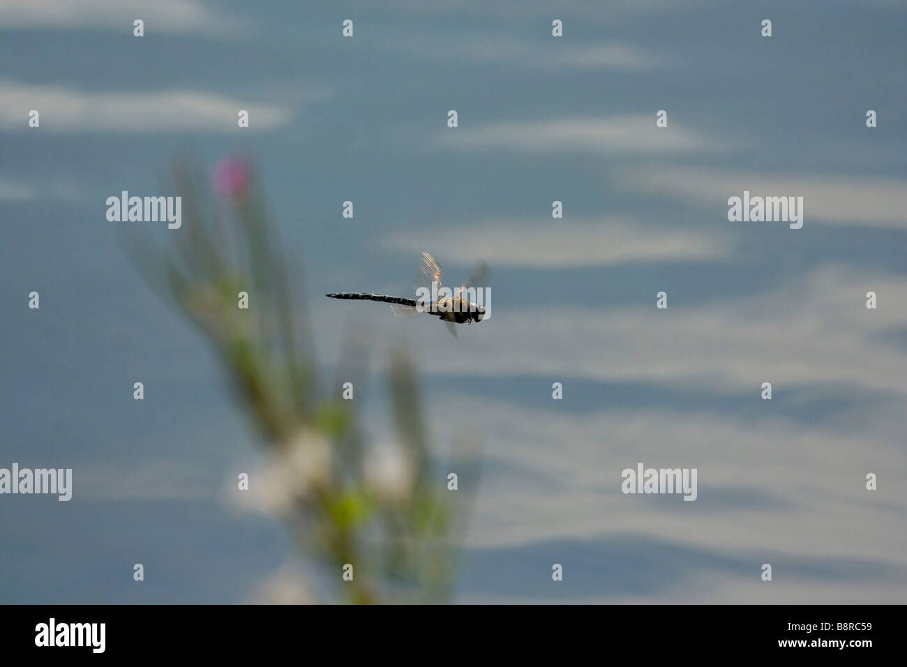 EMPEROR DRAGONFLY IN FLIGHT Stock Photo - Alamy
