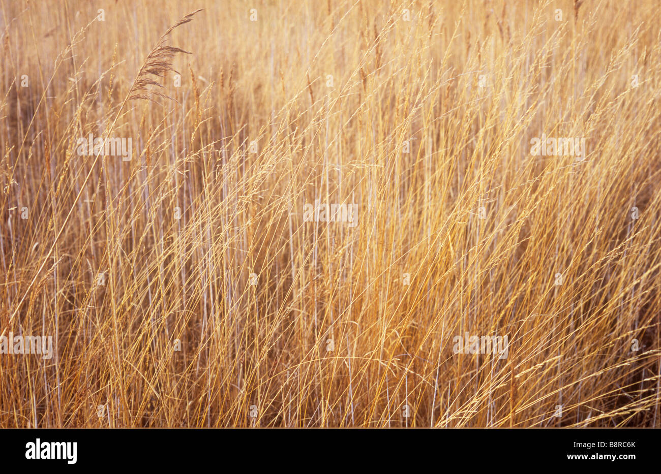 Close up of golden dried stems of Tussock grass in front of dry gold ...