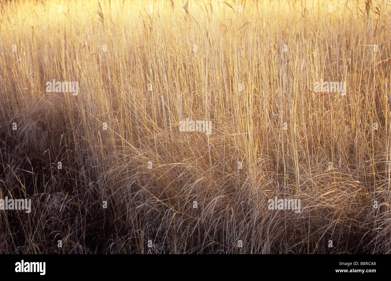 Close up of golden dried stems of Tussock grass in front of dry gold ...