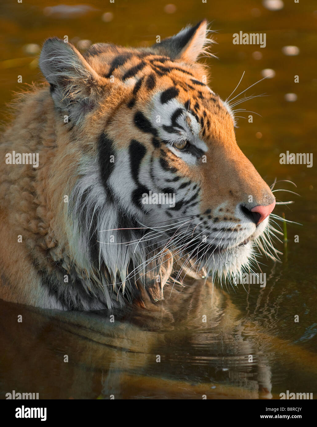 Siberian tiger relaxing in a shallow pond Stock Photo - Alamy