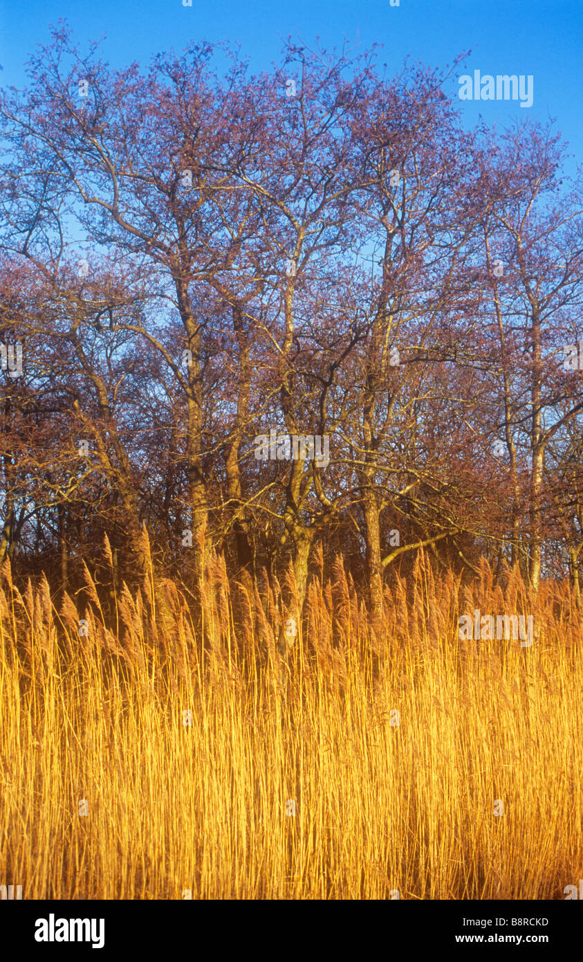 Golden Common reeds in warm winter light with lilac coloured catkins on ...