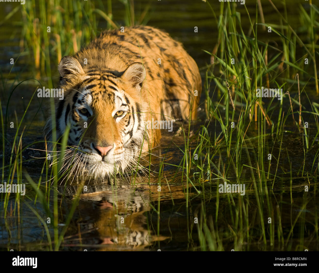 Tiger prancing through the shallow water of a pond towards its prey ...