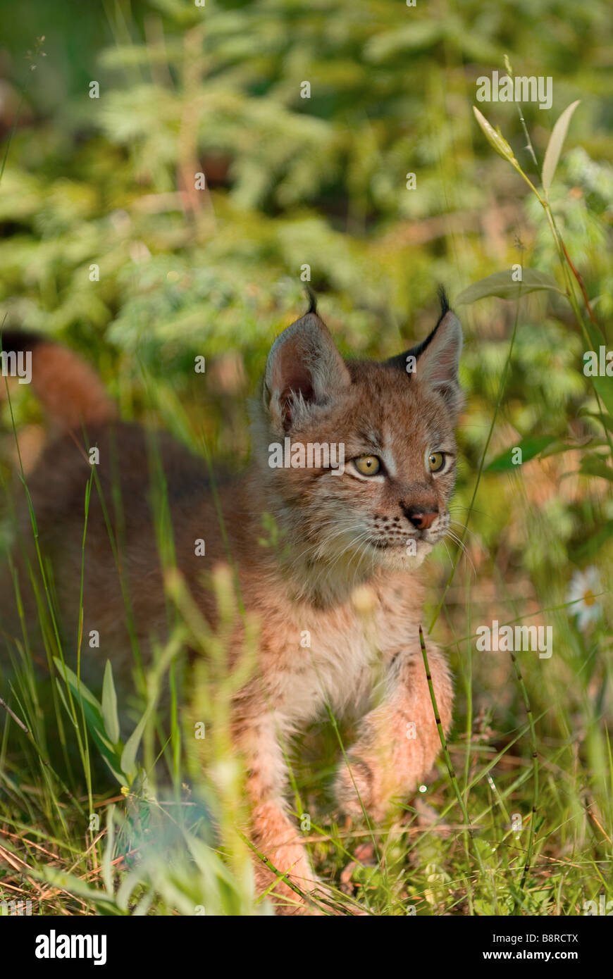 Siberian lynx kitten prancing through the grass Stock Photo - Alamy