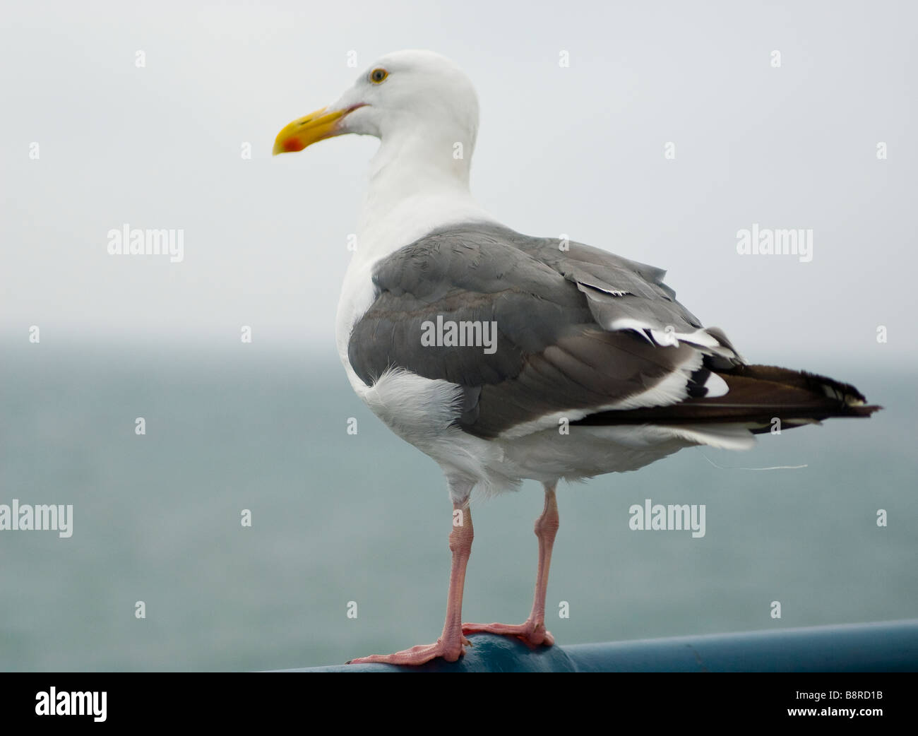 Cry of seagull hi-res stock photography and images - Alamy