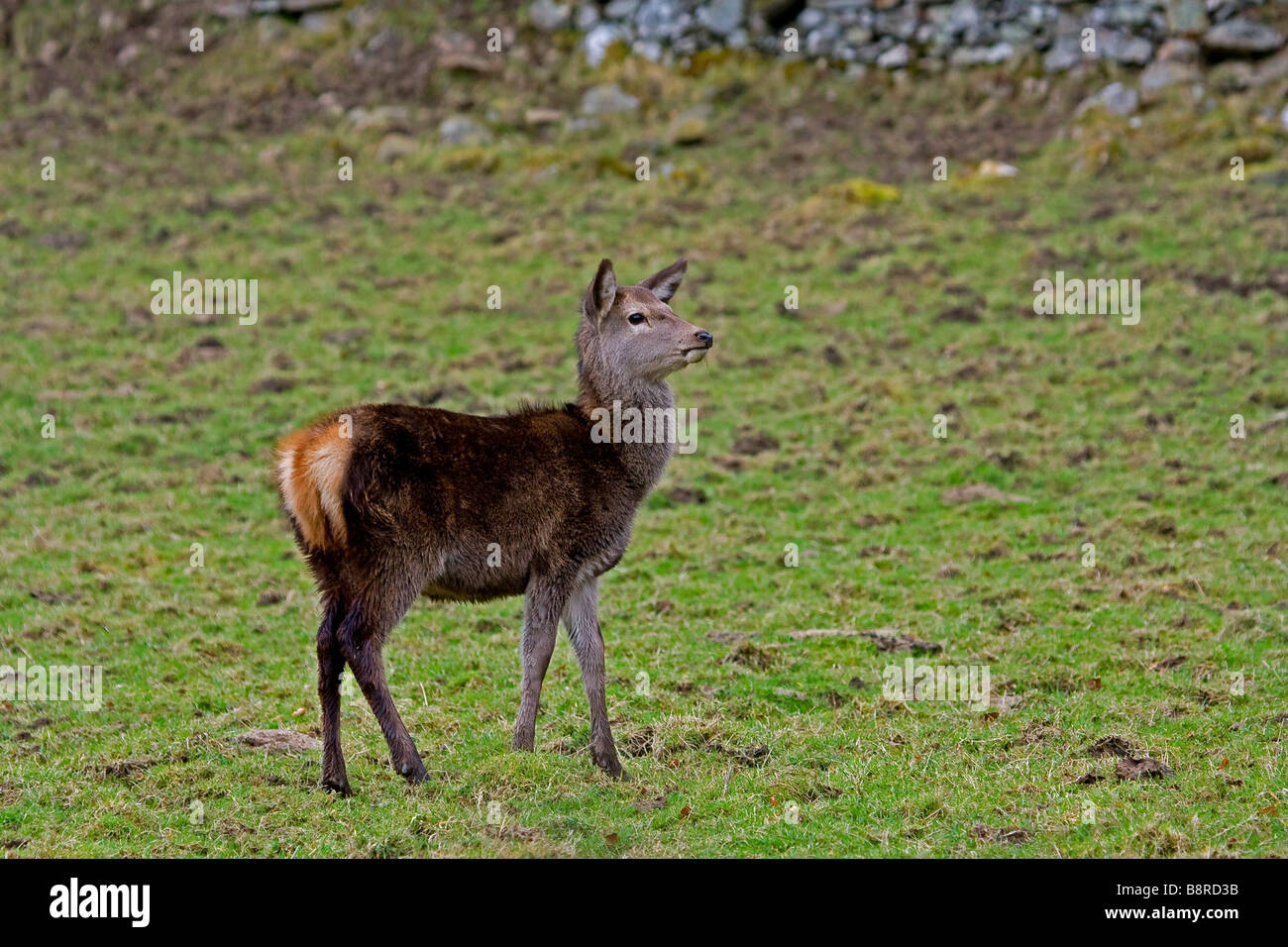 Sika hind hi-res stock photography and images - Alamy