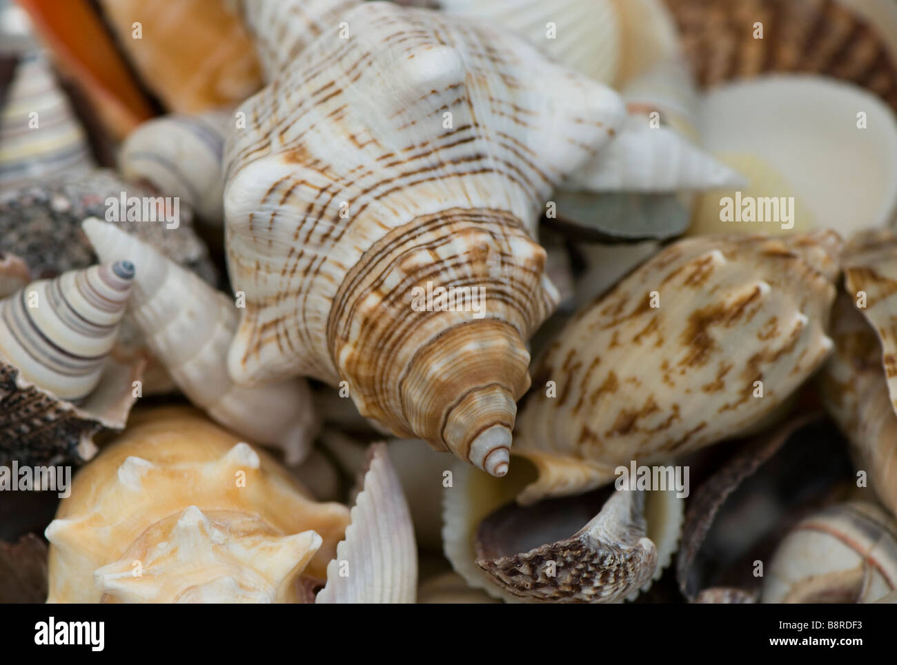 Selection of Shells Stock Photo - Alamy