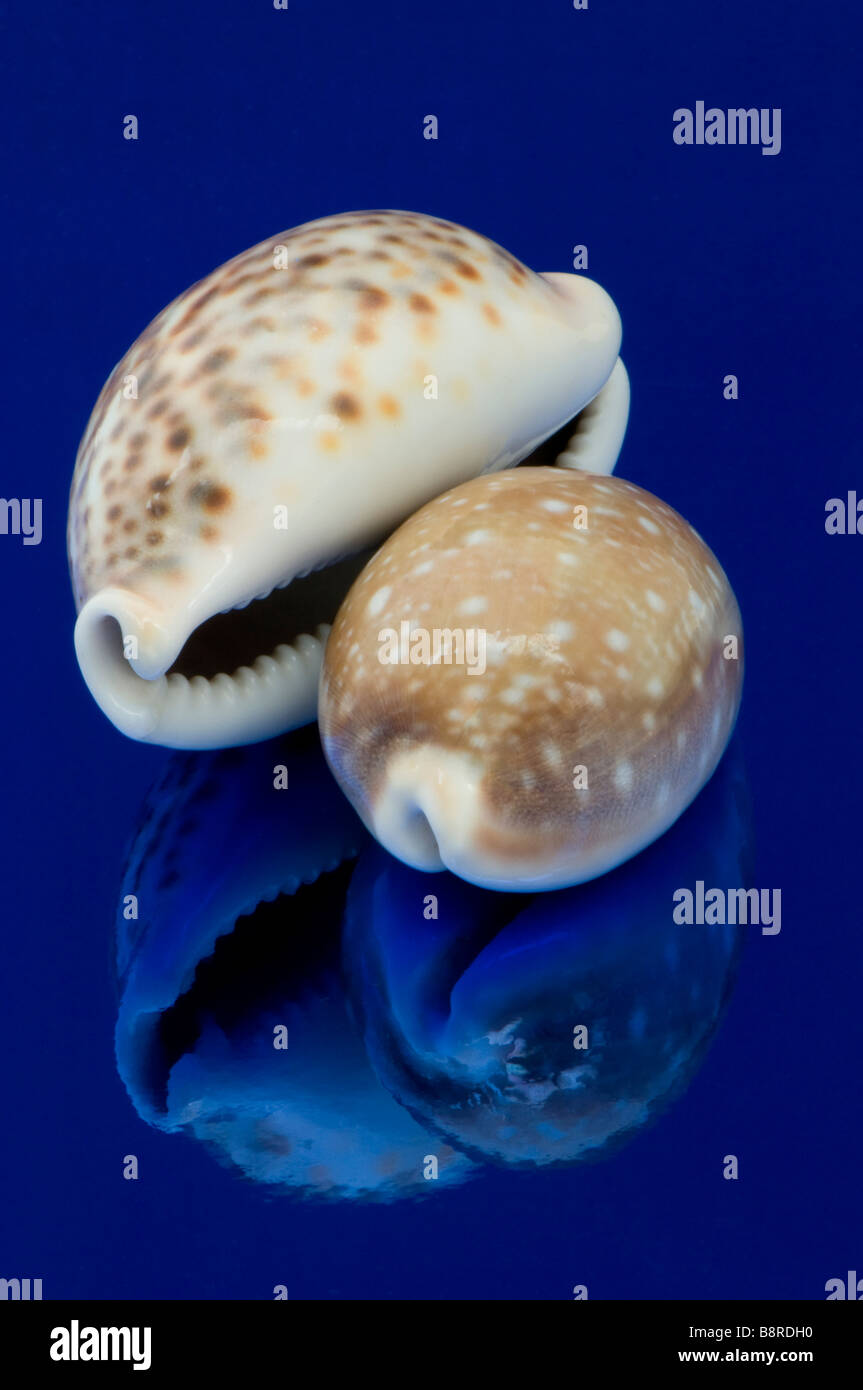 Two Shells with blue backgound 3 Stock Photo - Alamy