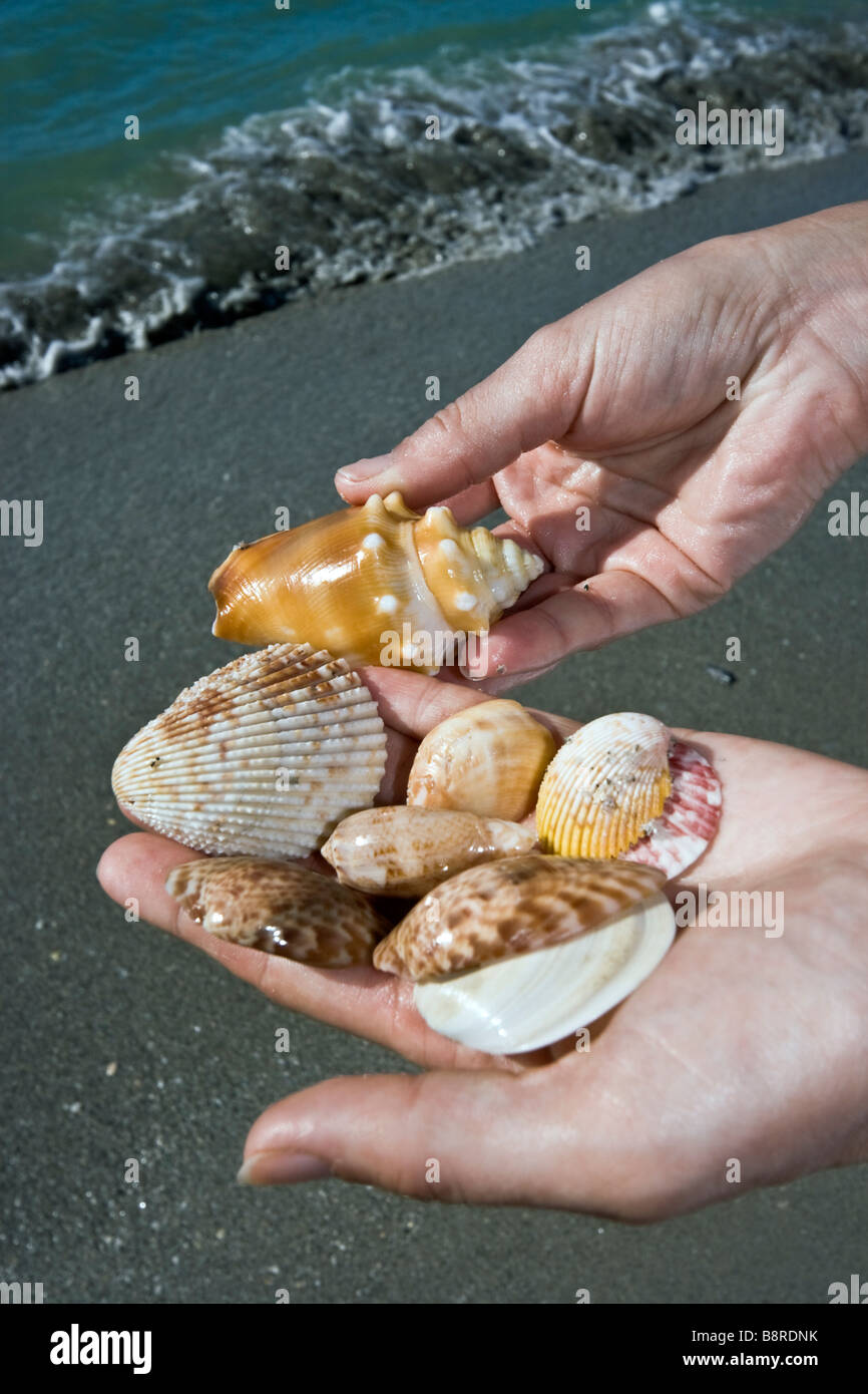 Shells on Hand Stock Photo - Alamy