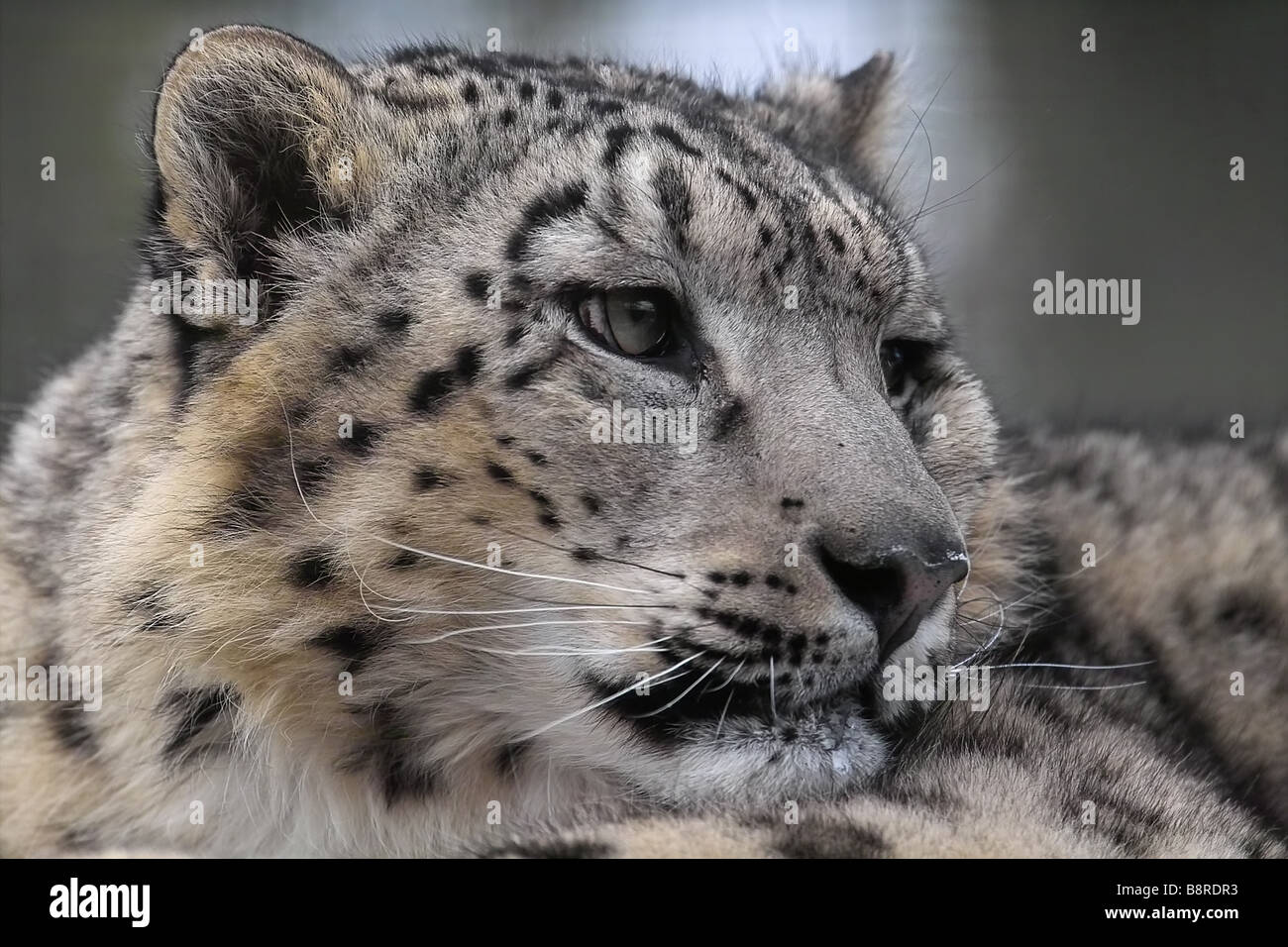 Leopard head hi-res stock photography and images - Alamy
