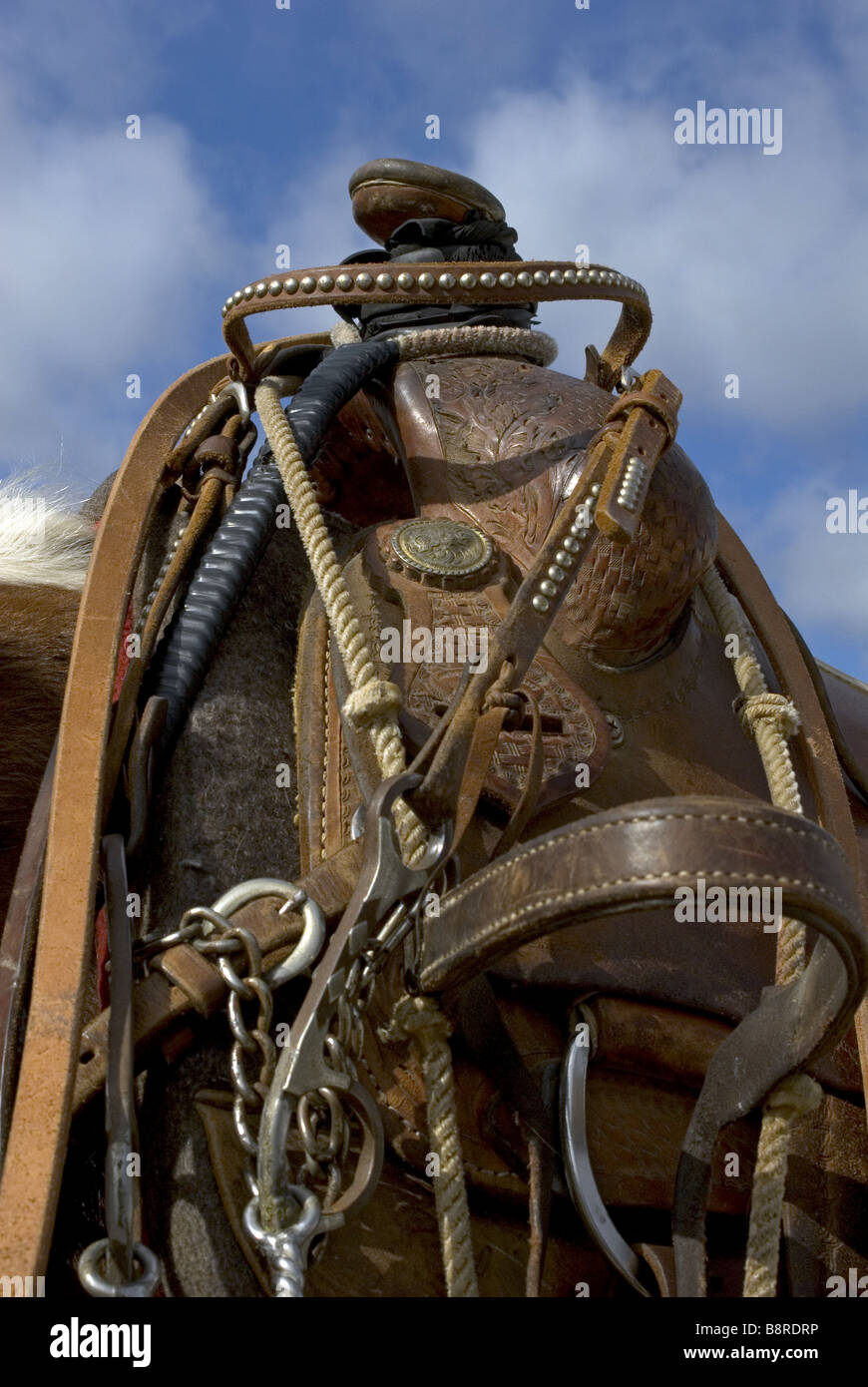 Lasso saddle hi-res stock photography and images - Alamy